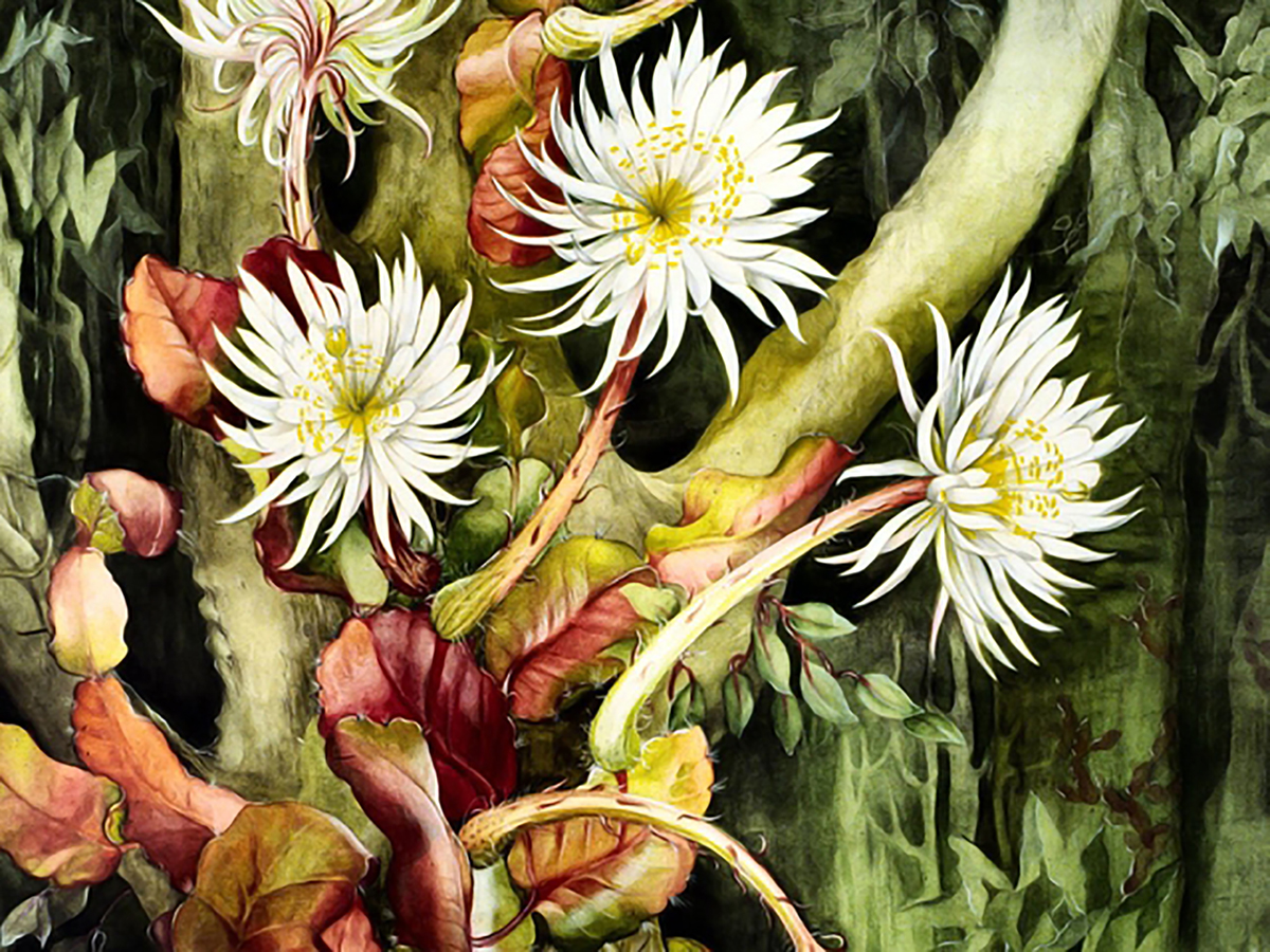 Uma flora amazônica: conexões eco(flor)arte nas aquarelas de Margaret ...